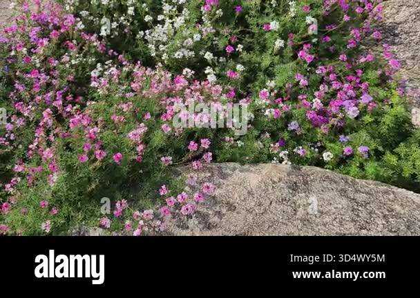 Video features real-time close-up water waves or ripples on a dark ...