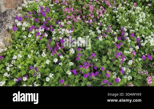 Video features real-time close-up water waves or ripples on a dark ...