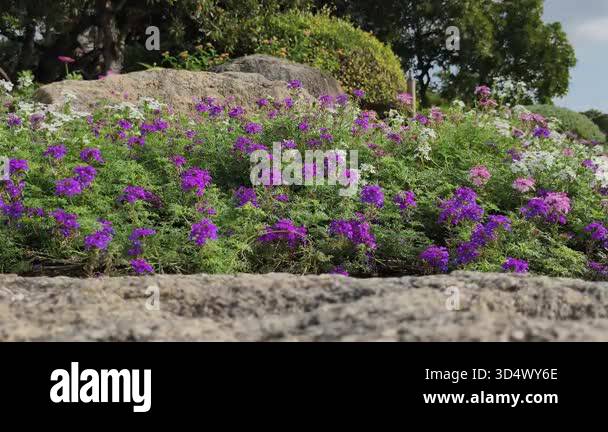 Video features real-time close-up water waves or ripples on a dark ...