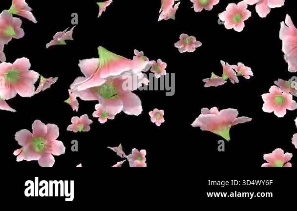 Pink Flower Blastt Off with Alpha Channel Stock Video Footage - Alamy