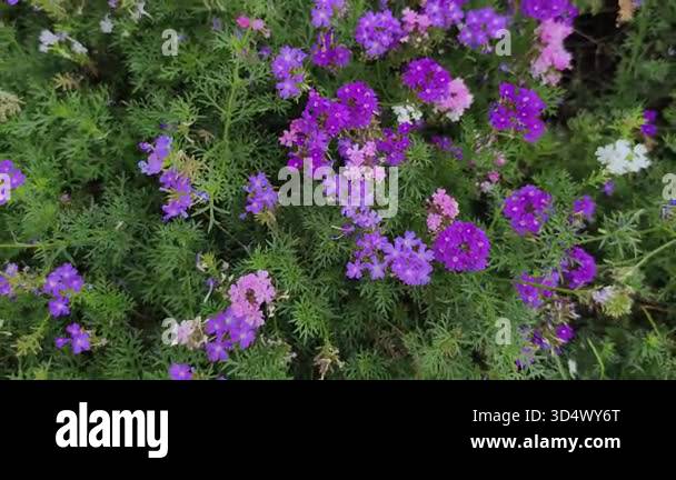 Video features real-time close-up water waves or ripples on a dark ...