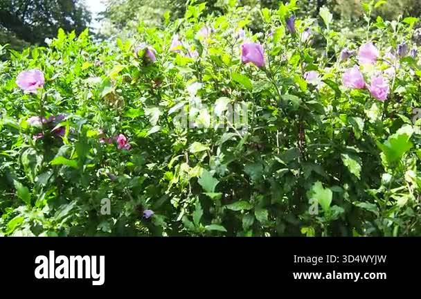 Hibiscus syriacus, Rose of Sharon or Syrian hibiscus is a flowering ...