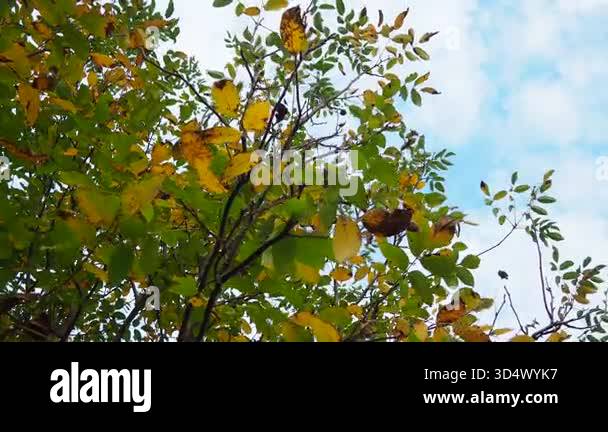 Juglans regia, the Persian, English, Carpathian or Madeira walnut ...