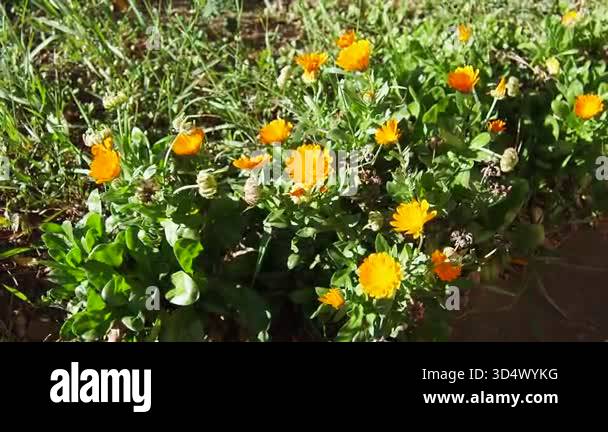 Calendula officinalis, Mary gold, common marigold, the pot marigold ...
