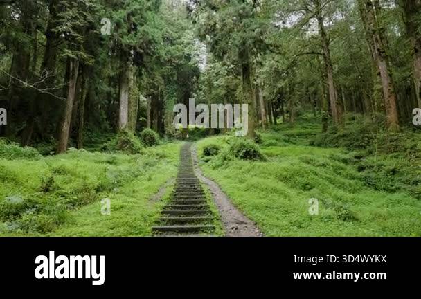 Misty forest path with wooden steps Stock Video Footage - Alamy