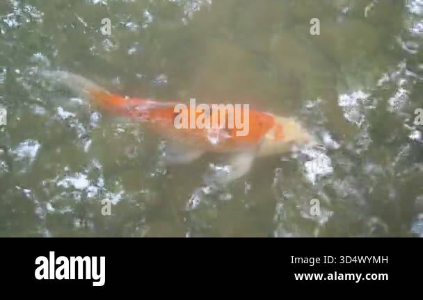 Koi or brocade carp nishikigoi are ornamental domesticated fish bred ...