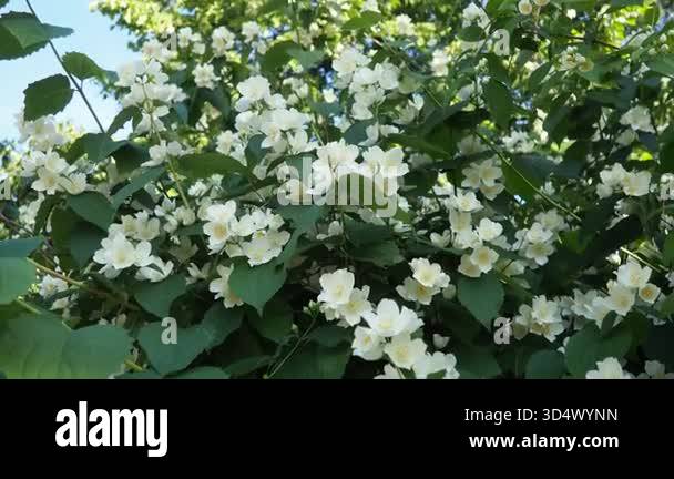 Jasmine Jasminum genus of shrubs and vines olive family of Oleaceae ...