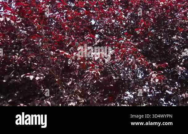 Prunus cerasifera pissardii, Purple-Leaved Cherry Plum or Purple-Leaf ...