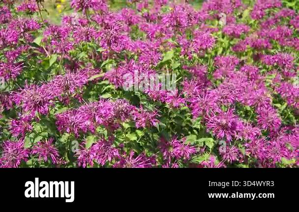 Monarda is genus of flowering plants in mint family. Monarda are used ...