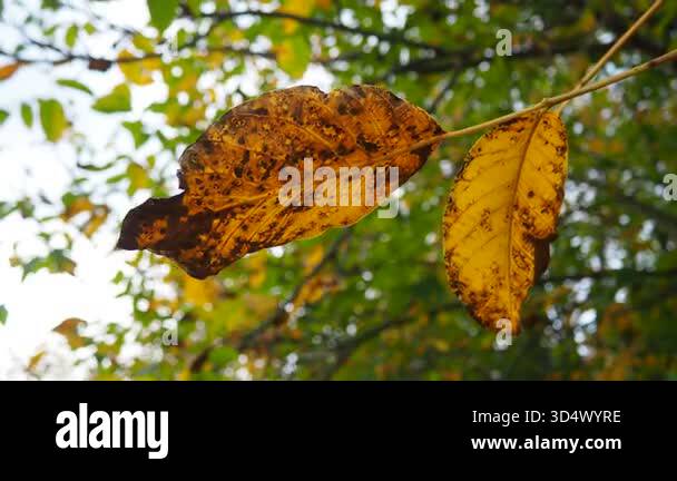 Juglans regia, the Persian, English, Carpathian or Madeira walnut ...