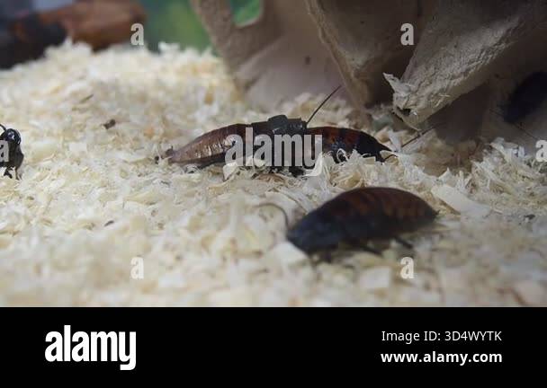 Madagascar hissing cockroach Gromphadorhina portentosa, hissing ...
