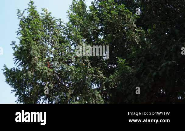 Taxus baccata is Old World species of evergreen tree in Taxaceae. It is ...