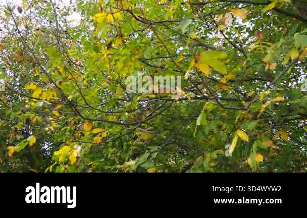 Juglans regia, the Persian, English, Carpathian or Madeira walnut ...