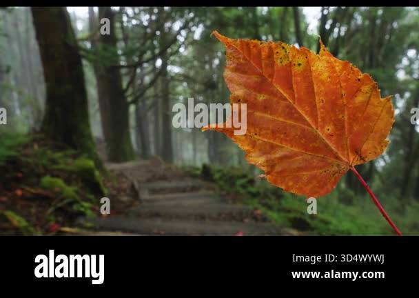 Red maple leaf with Misty forest path background Stock Video Footage ...