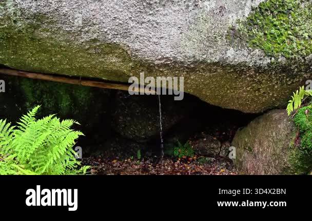 Calm forest environment with flowing water and greenery, Tranquil ...