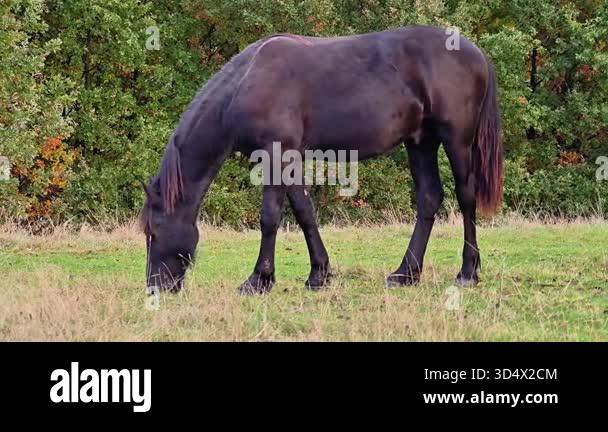 Equine with foliage, Horse grazing amidst fall scenery, Steadily ...
