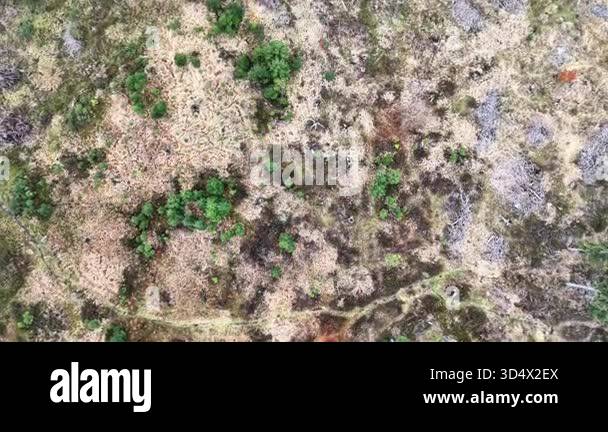 forest boundary with natural features, perimeter of forest featuring ...