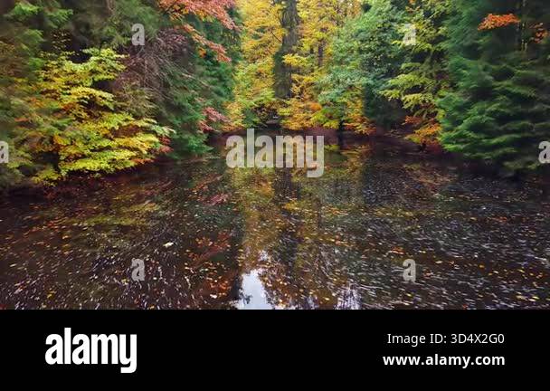 Quiet woodland pool with reflections, Tranquil forest pond showcasing ...