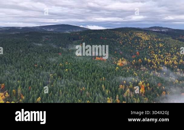 Conifer forest shrouded in gentle morning mist, Vast coniferous forest ...