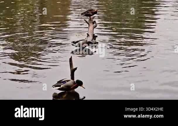 ducks float peacefully, pair of mallard ducks moving serenely across ...