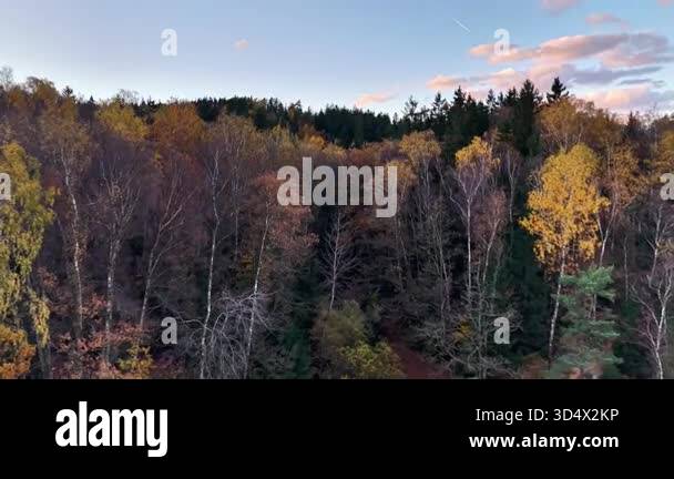 autumn forest scene, evening canopy features bright foliage silhouetted ...