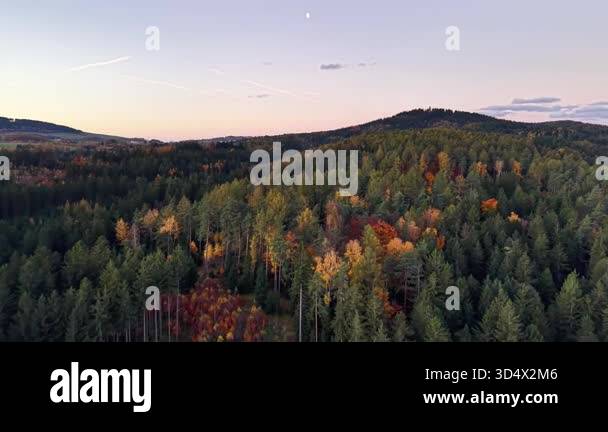 Evening woodland view, Drone captures peaceful forest at sunset, Serene ...