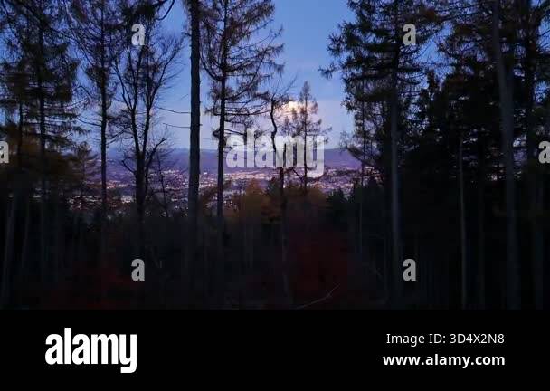 Nighttime forest scene, Silent woods under glowing moonlight and stars ...