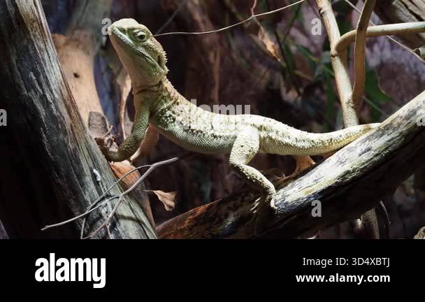 Boyd's forest dragon lizard camouflage on a tree branch, observing ...