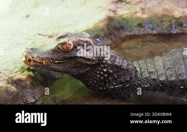 Caiman's eye and sharp teeth visible above water, showing reptile's ...
