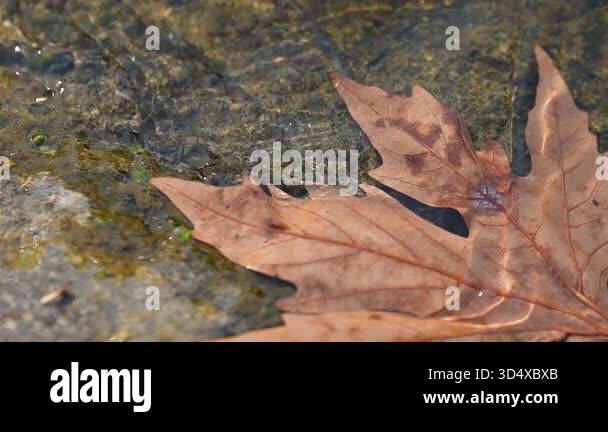 Red Sycamore Leaf in Slow Flowing Water. Used in Music Videos and Clips ...