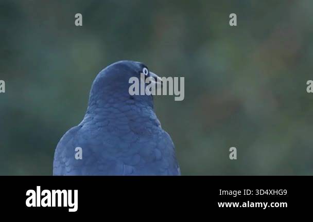 Black Raven Portrait with White Eye in Green Bokeh Stock Video Footage ...