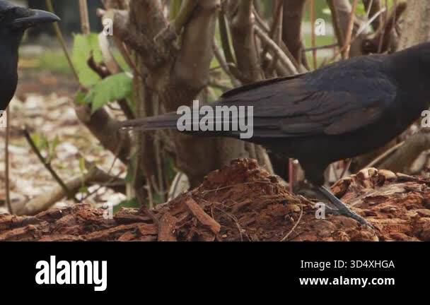 Crow Foraging in Mulch by Tree Roots Stock Video Footage - Alamy