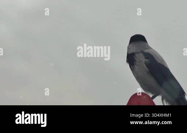 Crow perched on sign Stock Videos & Footage - HD and 4K Video Clips - Alamy