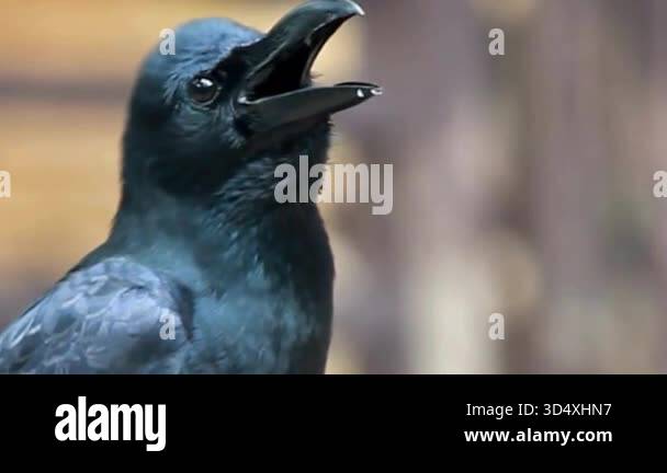 Crow beak Stock Videos & Footage - HD and 4K Video Clips - Alamy