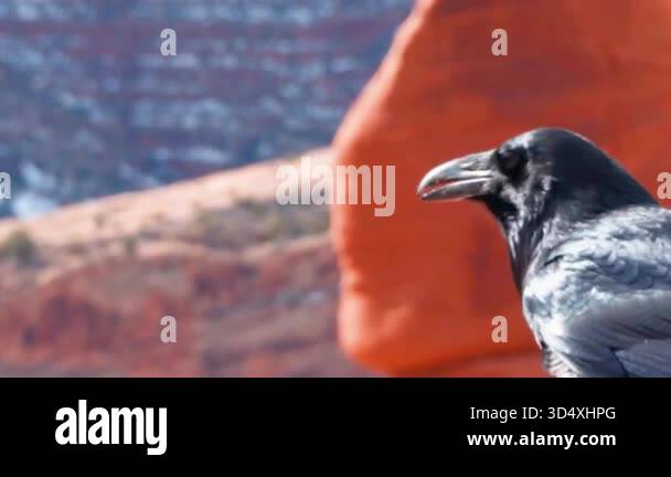 Raven Pair with Red Rock Canyon Background Stock Video Footage - Alamy