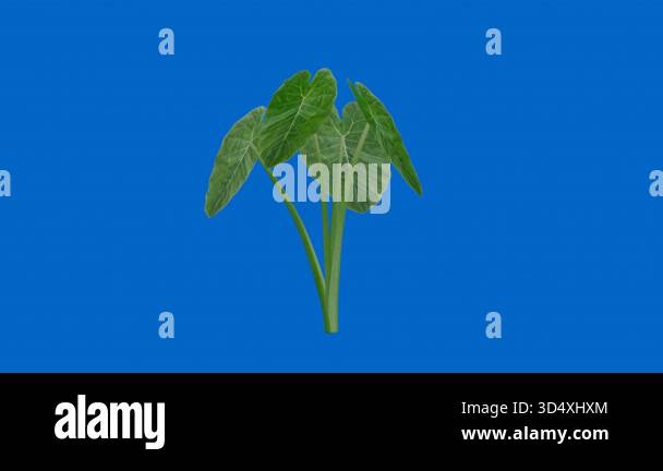 3d taro plant rotating on blue background. Realistic rendering of ...