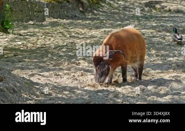 Red river hog, Potamochoerus porcus, also known as the bush pig. This ...