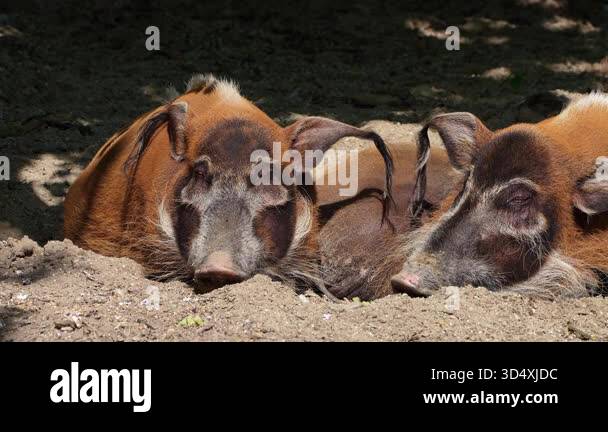Red river hog, Potamochoerus porcus, also known as the bush pig. This ...