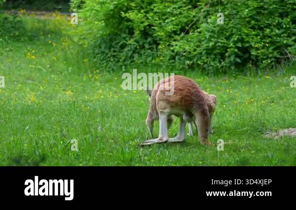 The red kangaroo, Macropus rufus is the largest of all kangaroos, the ...
