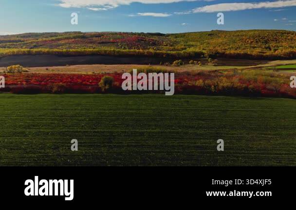 vivid nature scene, dynamic aerial view showcasing vibrant flora and ...