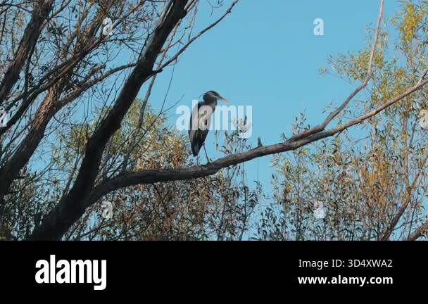 Blue heron perches gracefully on tree branch against a clear blue sky ...