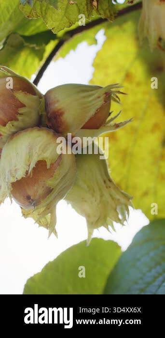 Close-up of ripe hazelnuts on hazel tree bunch in garden. Growing raw ...