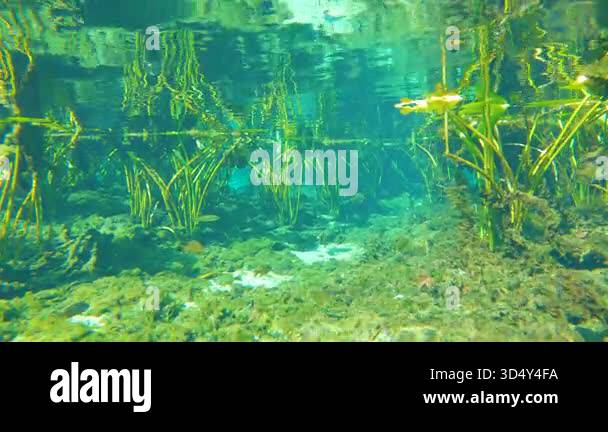 Fresh tropical fish in Stock Videos & Footage - HD and 4K Video Clips ...