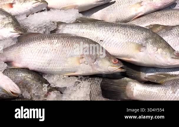 Raw barramundi Stock Videos & Footage - HD and 4K Video Clips - Alamy