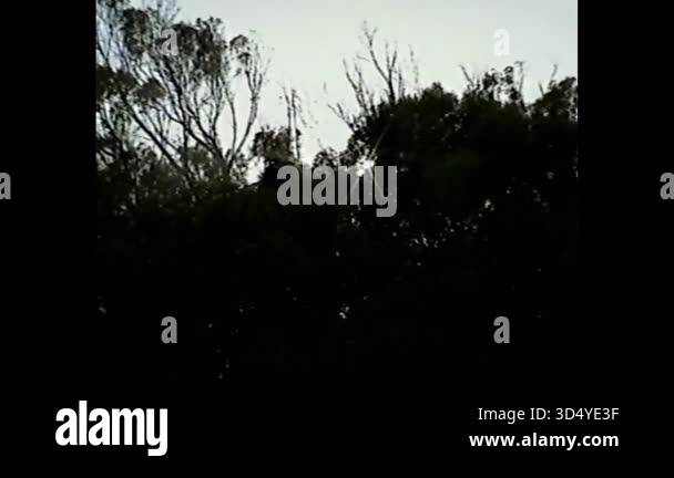 Vhs-style sun rays piercing dense trees in backlit nature frame Stock ...