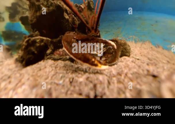 Spiny lobster Palinurus elephas crawling across sandy seabed between ...