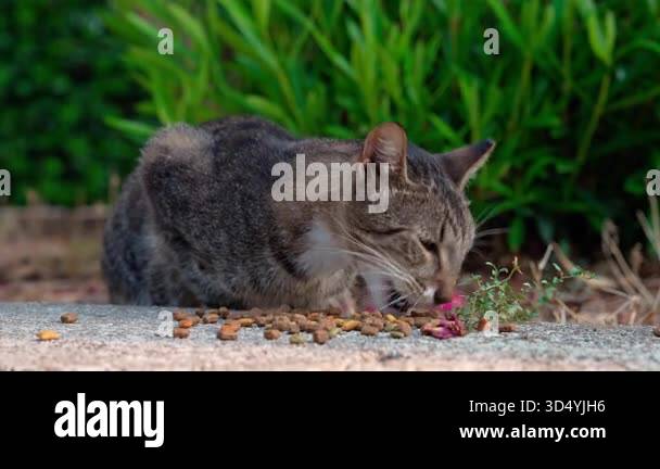 A stray cat eats dry food outside against a backdrop of large green ...