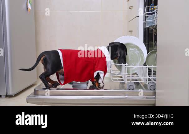 Naughty dachshund puppy dog licking dirty plates in open dishwasher ...