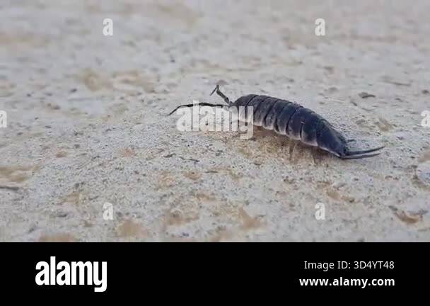 An impressive Titan isopod (Porcellio hoffmannseggii) moves gracefully ...
