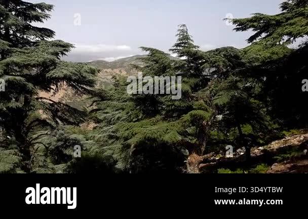 A scene among endangered Atlas cedar (Cedrus atlantica) stands in Hafat ...
